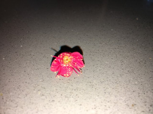 Matsubara Red bloom deformity question for Embothrium | Houzz Forum