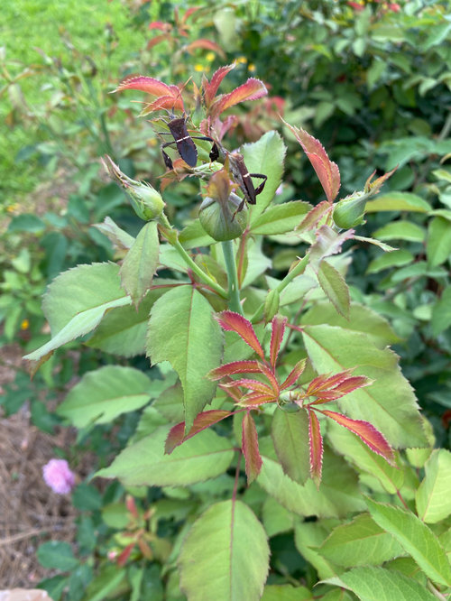 Need help identifying bugs on rose