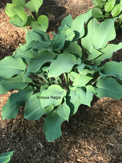 Hosta K 2023 .................................