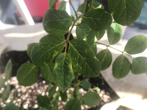 Jude the Obscure Leaves have Yellow Spots