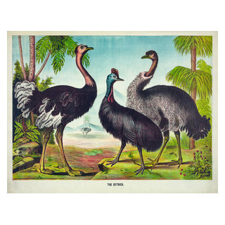 The Ostrich Print, 17" x 22" - Contemporary - Prints And Posters - by ...