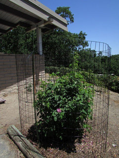 Rose Cage #1