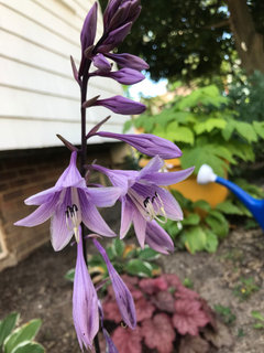 Bloodline is going to flower!