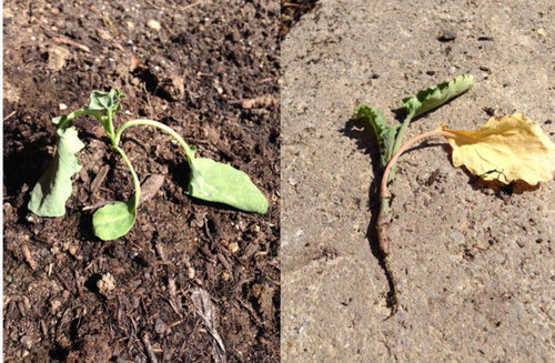 Broccoli wilting and falling over | Houzz Forum