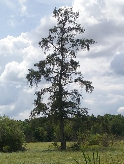 Tamarack (eastern larch, Larix laricina)