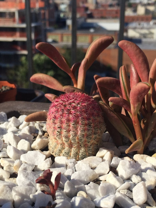 A Couple Random Questions on Cacti