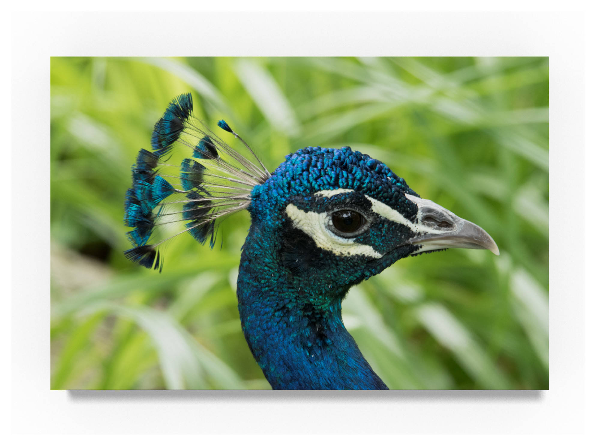"Peacock" by Robert Michaud, Canvas Art, 12"x19" - Contemporary ...