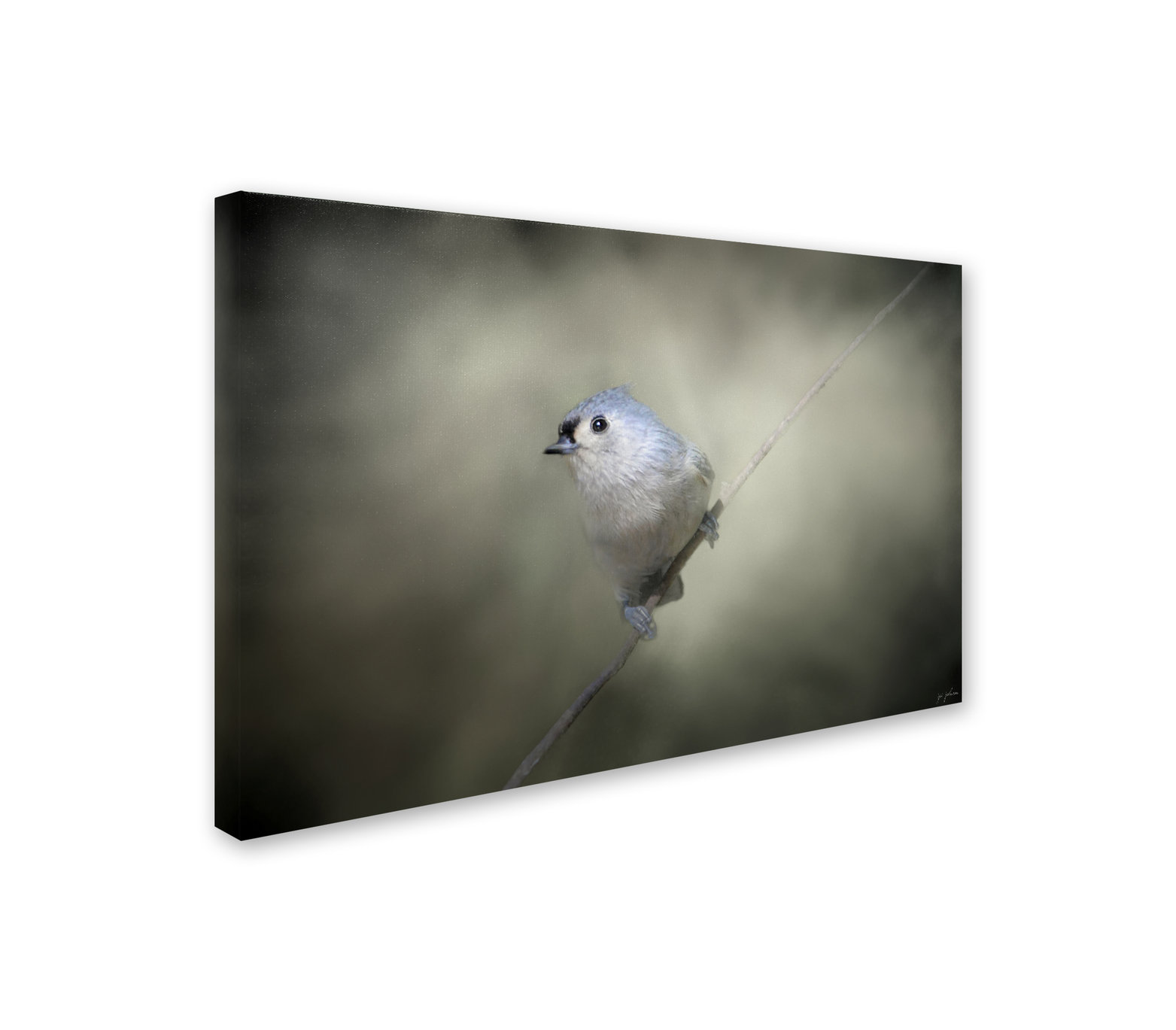 Jai Johnson 'Little Tufted Titmouse' Canvas Art, 32"x22" - Contemporary ...