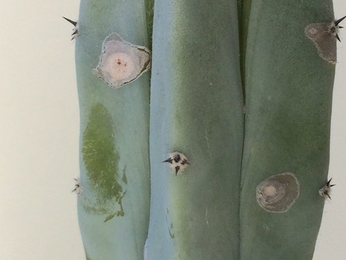 Cactus disease?