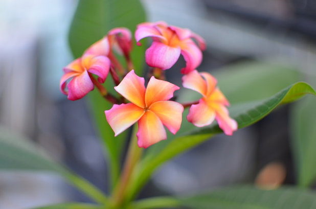 Garden Tour: A Ravaged Plot Emerges as a Showpiece