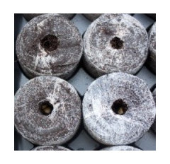 Akabare/Dalle Khorsani Peppers