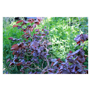 'Red Majestic' contorted filbert (Corylus avellana 'Red Majestic ...
