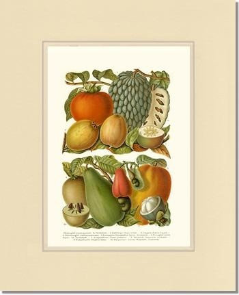 Vintage Botanical Fruit Art : Tropical, 8x10 Print - Traditional ...