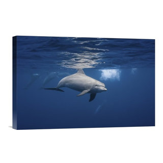 "Curious Dolphin" Stretched Canvas Giclee by Barathieu Gabriel, 18x12 ...