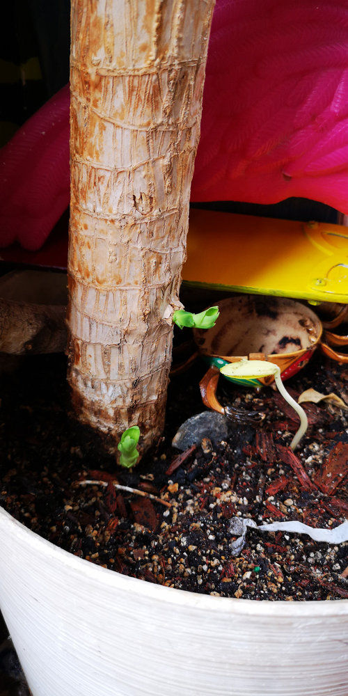 Dracaena or Yucca? And how to save it