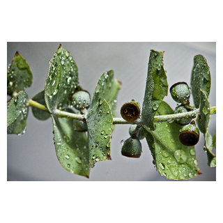 "Branching Out", 20" x 30" - Farmhouse - Prints And Posters - by JVA ...