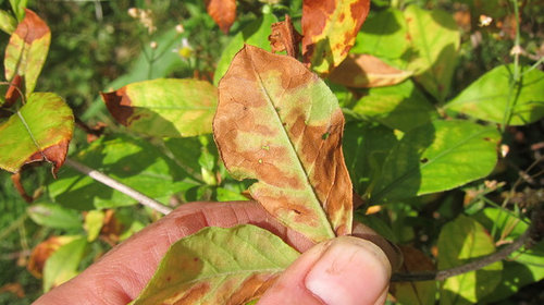 Deciduous azalea leaves yellowing, browning, dropping
