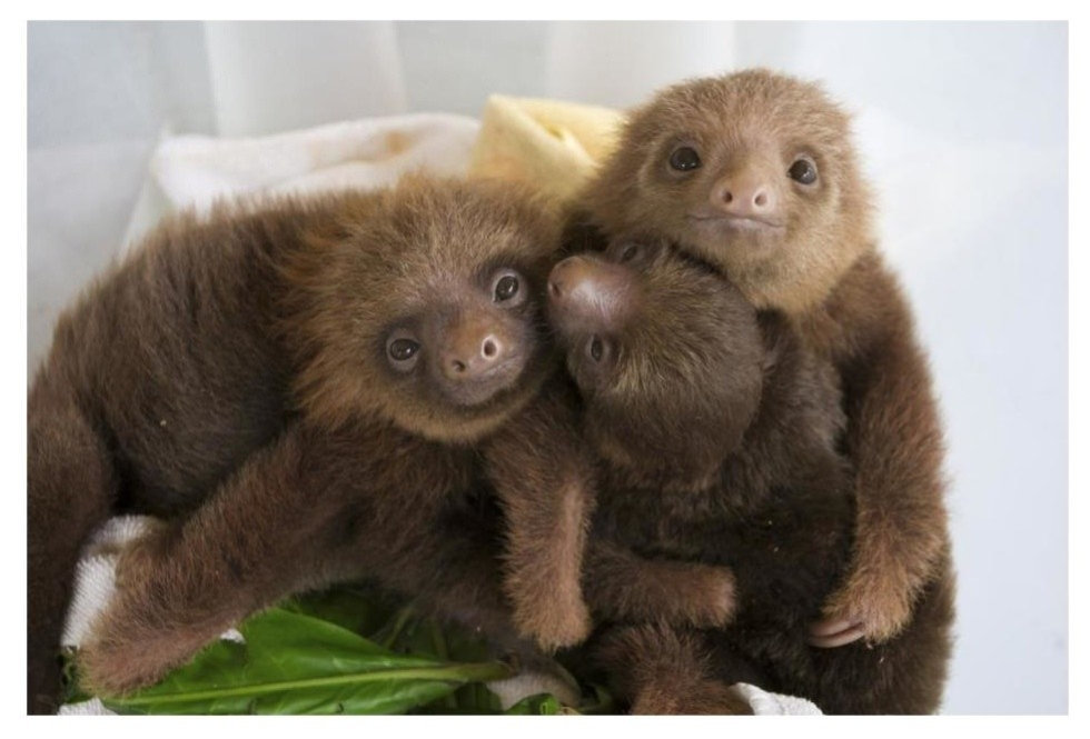 "Hoffmann's 2-toed Sloth babies, Aviarios Sloth Sanctuary" Paper Art ...