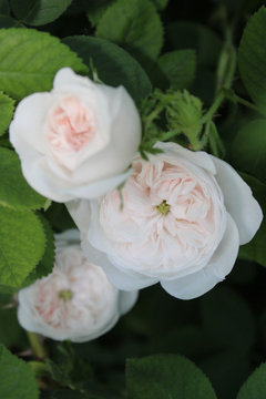 Best Roses with Button Eyes? | Houzz Forum