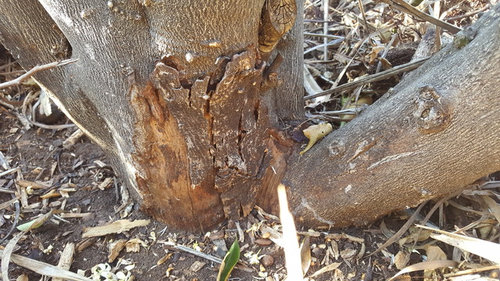 can anyone diagnose this sick navel orange tree?
