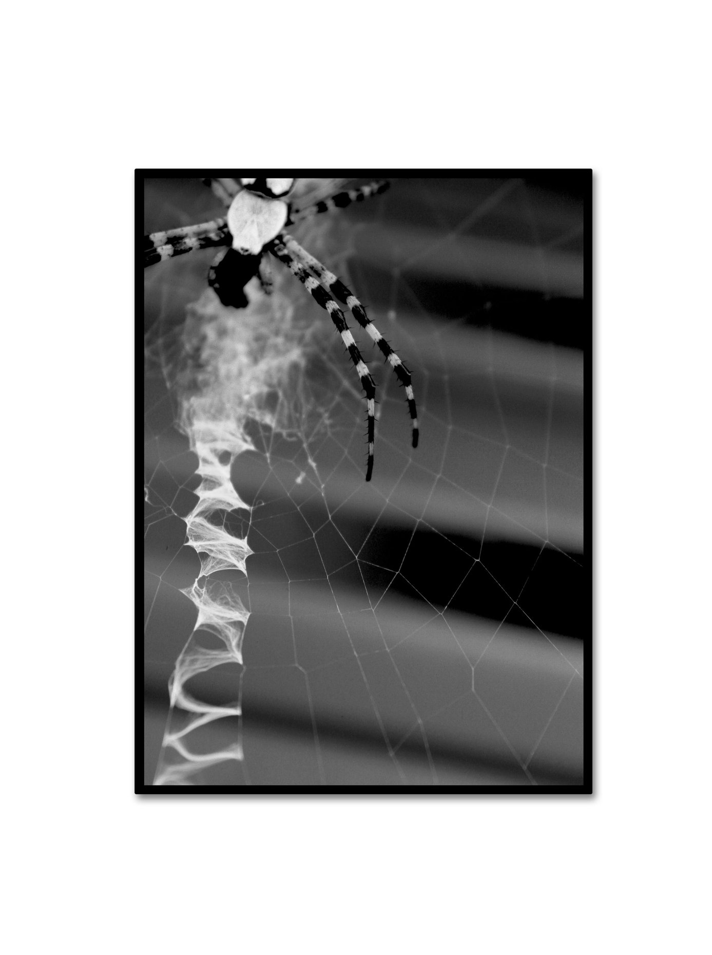 'Black & White Spider & Web' Canvas Art by Patty Tuggle, 14" x 19 ...