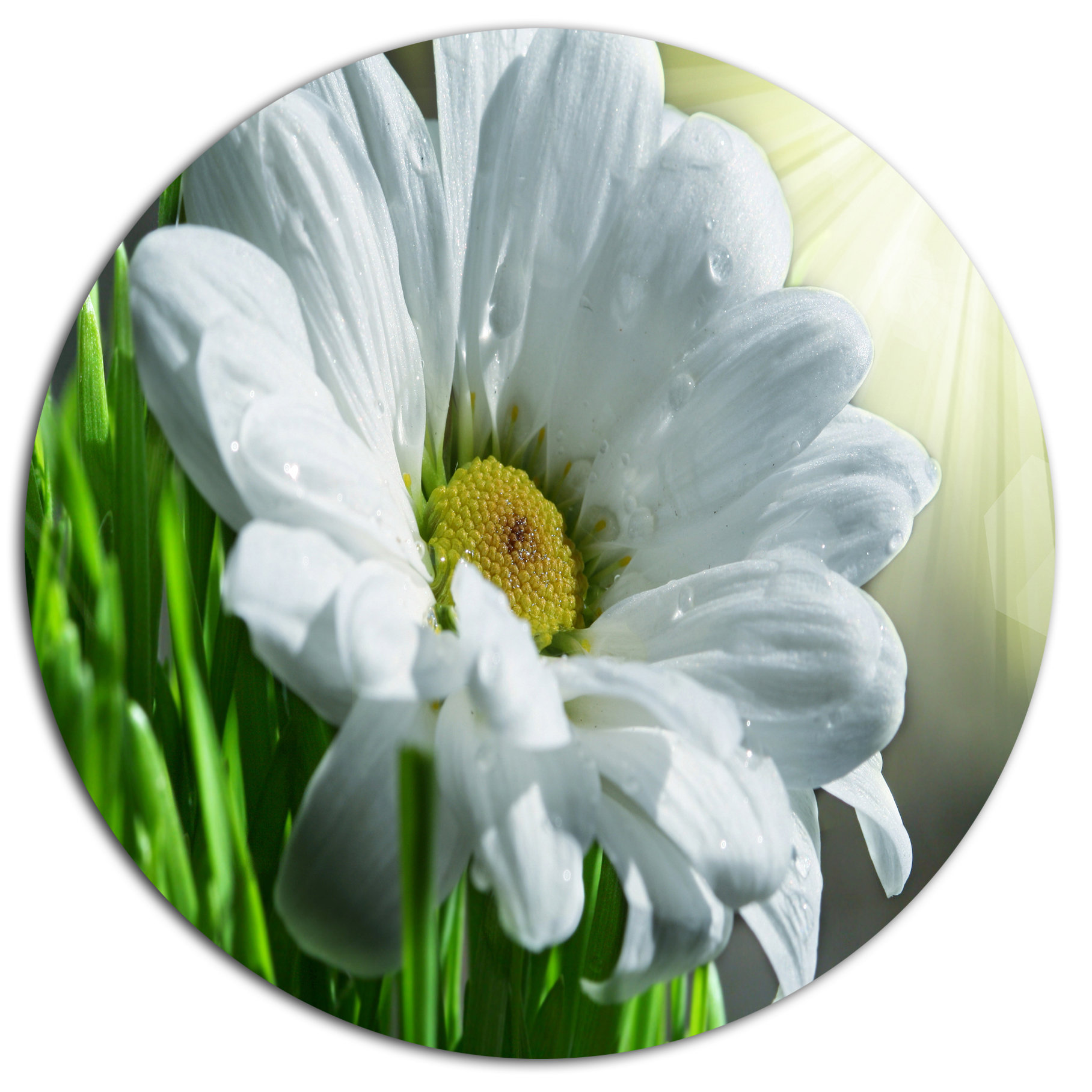 Single Beautiful Daisy Flower, Flower Disc Metal Wall Art, Disc of 23 ...