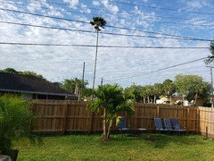 Privacy Palms along fence line