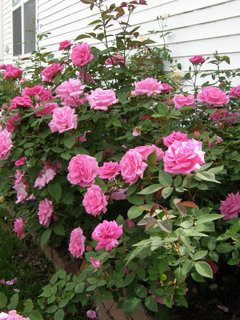 Zone 4 climbing roses and companions