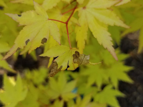 Akane Japanese Maple