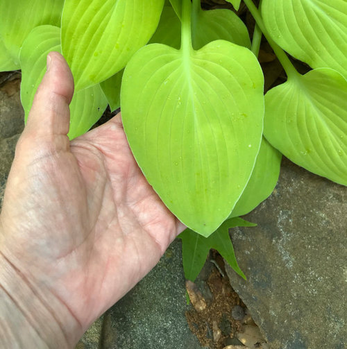 Help me ID this chartreuse hosta