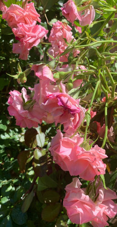 Problems with Dream Weaver Rose