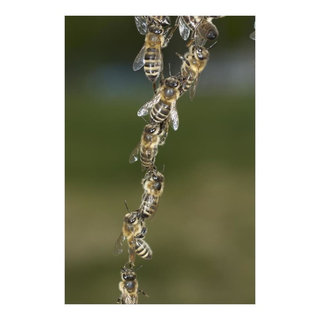 "Honey Bee chains made to repair honeycomb, Germany" Paper Art, 14"x20 ...