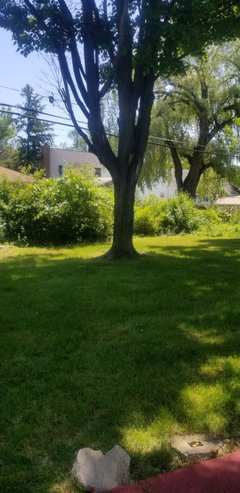 Raised brick tree ring