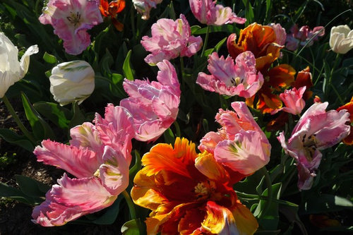 Tulips in Southern Ohio