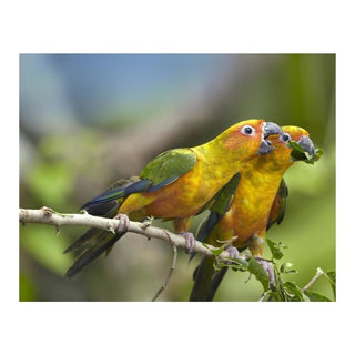 "Sun Parakeet pair feeding on leaves, South America" Paper Art, 18"x14 ...