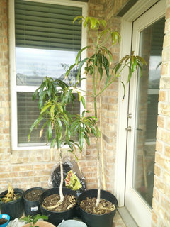 Alphonso mango tree
