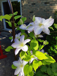 2019 Clem flower show