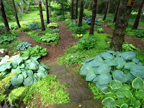 The June 2017 Version of My Hosta Walk (Back Garden)