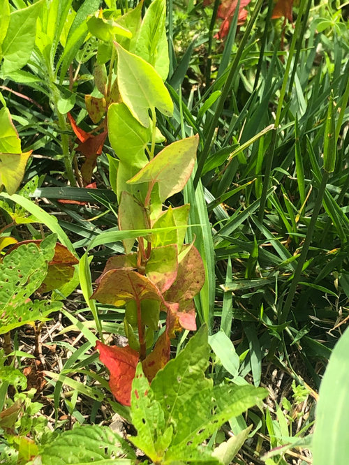 Weed with Red Leaves