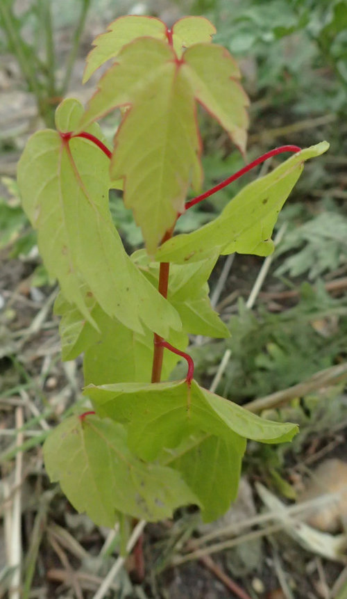 Red Stems & Maple Leaves?