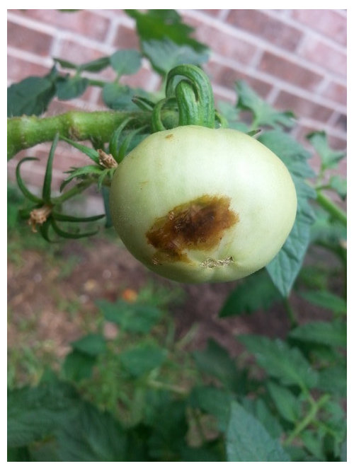 Spots on steams,leaves,fruit.