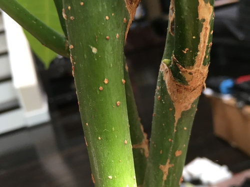 Scale Bugs on my Money Tree?