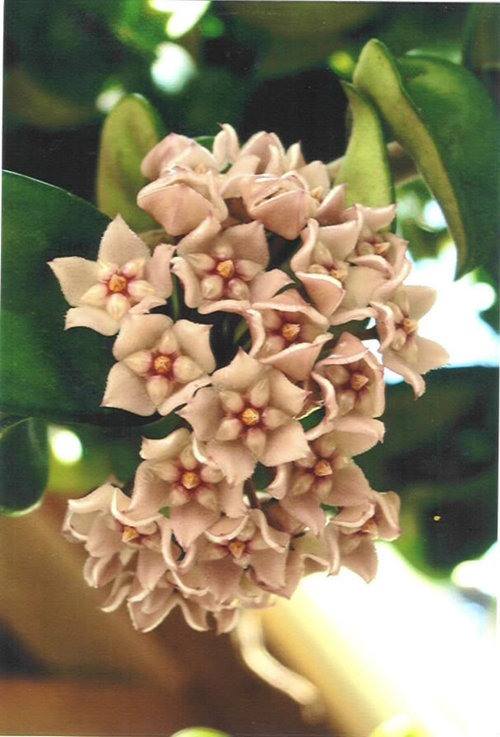 Hoya compacta