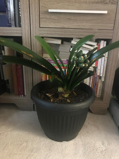 I have a Clivia with weird spots on leaves. What disease can it be?