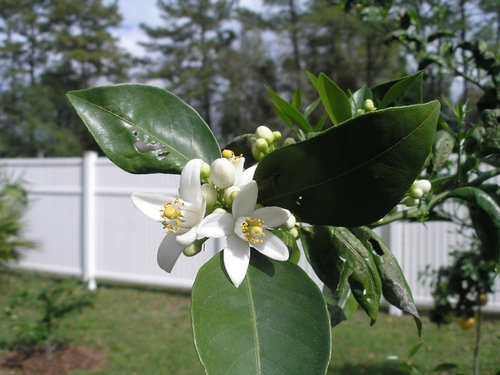 Just sharing a few late winter pics of our Hamlin orange tree.