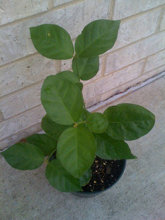 Almost Eden 'Belle of India' Jasmine gamble