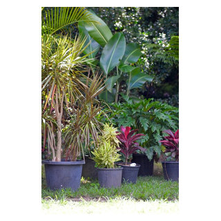 Tropical Selection for Pool Garden - Tropical - Landscape - Brisbane ...