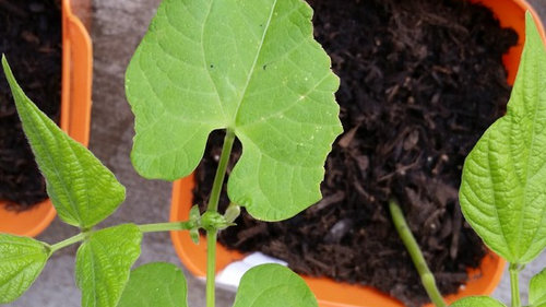 Yellow and chewed up leaves