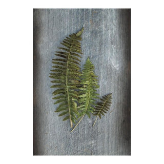 "Woodland Fern VI" Digital Paper Print by Sue Schlabach, 14"x20", 40 ...