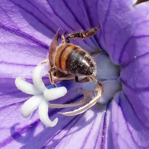 Bee-ry Happy! Garden visitors